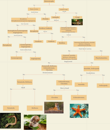 Dichotomous Key Template | Visual Paradigm 社區