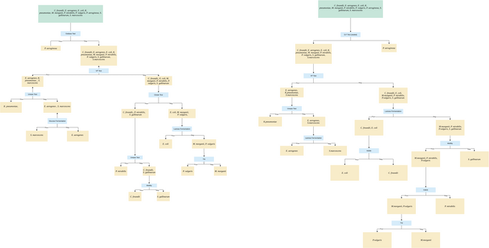 Dichotomous Key Template.vpd | Diagramas / Desenhos contribuídos pelos ...